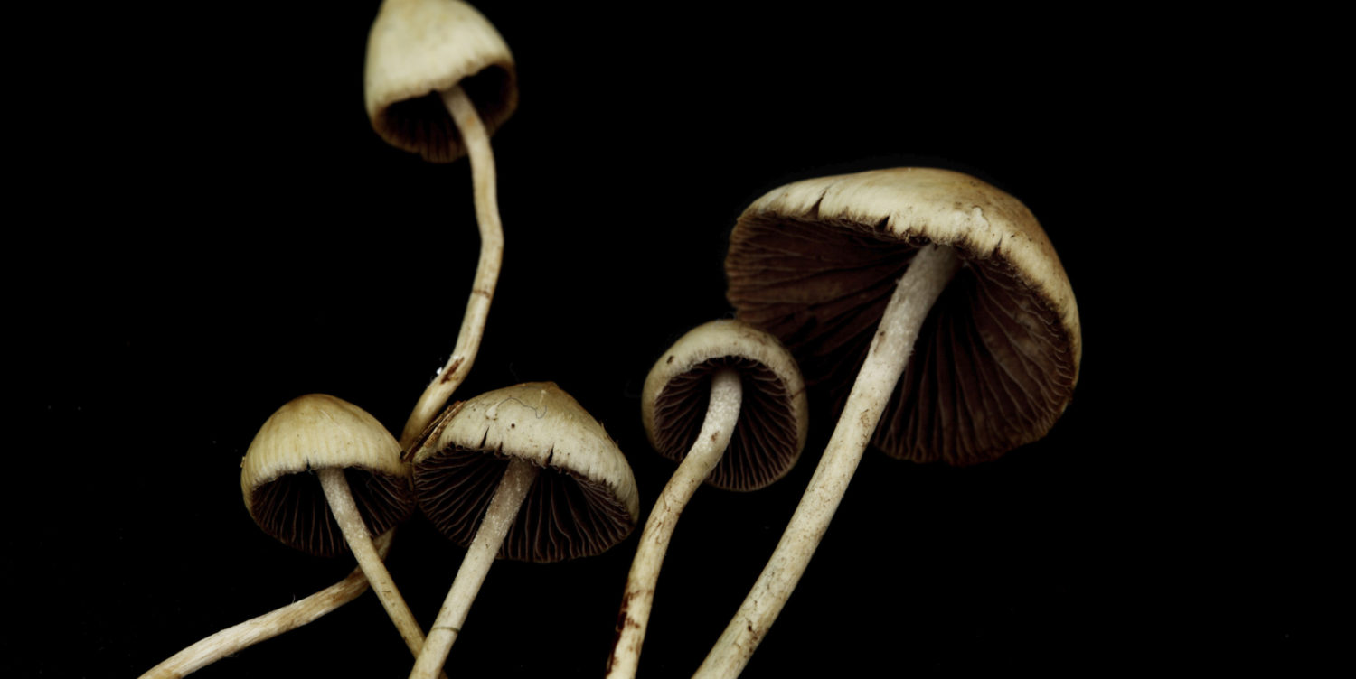 Fleinsopp og LSD gir ikke psykiske problemer