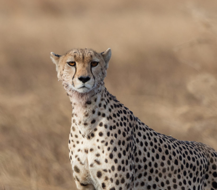 Hvordan kan folk og rovdyr leve sammen?