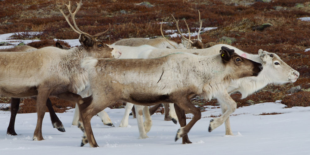 Reineierne taper mindre til rovdyr enn før antatt