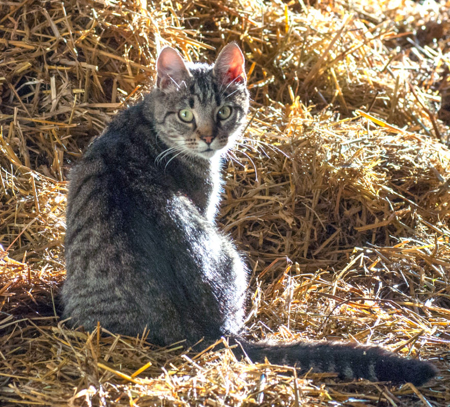 Flaggermus er ingen trussel mot folkehelsen, men viktig for økosystemene