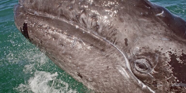 Hvalfangst utryddet arter som var vanlige i Europa tidligere